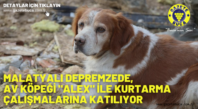 Malatyalı depremzede, av köpeği "Alex" ile kurtarma çalışmalarına ...